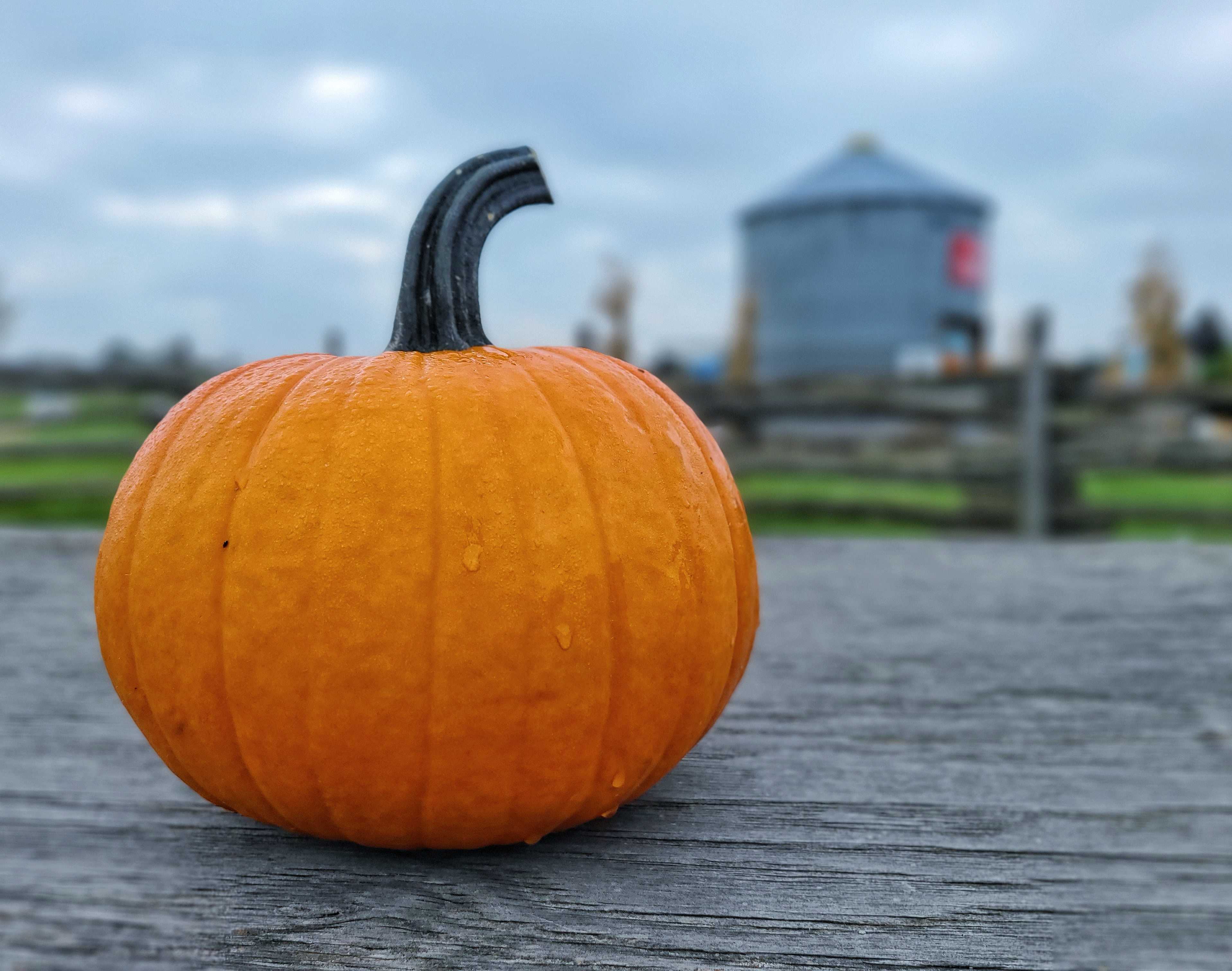 Fall Fest – Murphy's Farm Market and Bakery